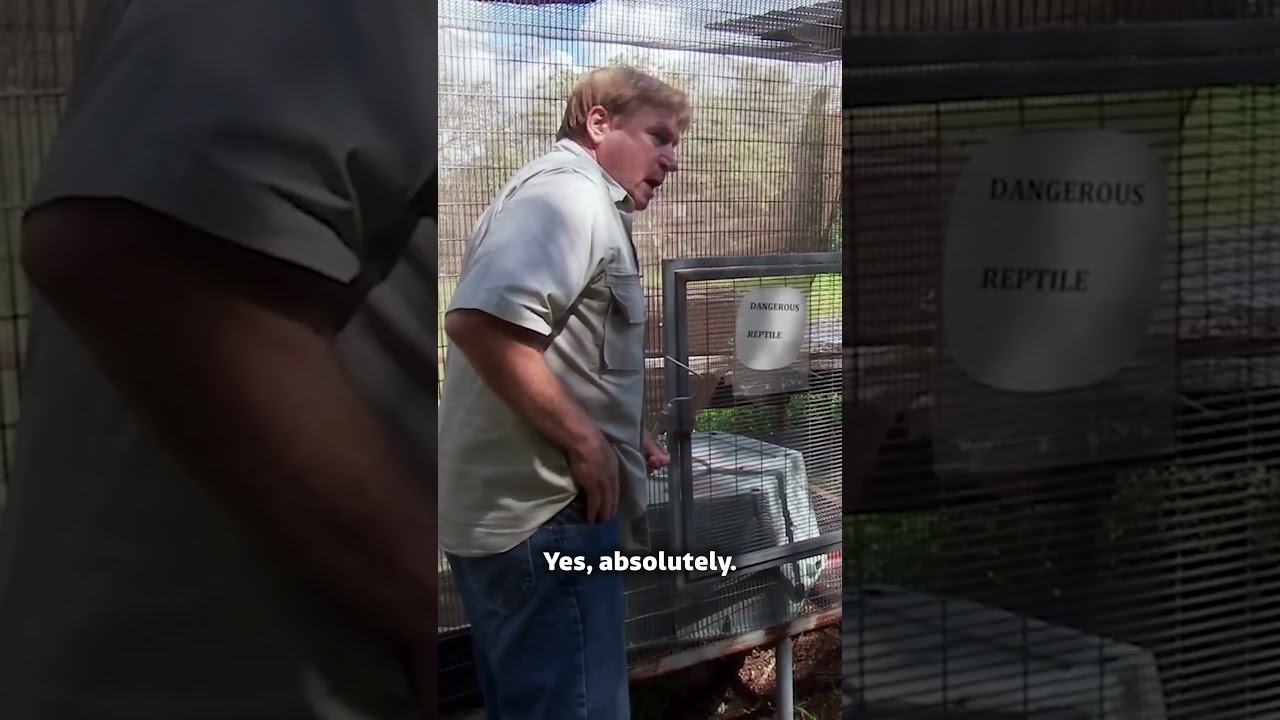 The Aggressive Rock Python Strikes Back! #python #snakediscovery #wildlife