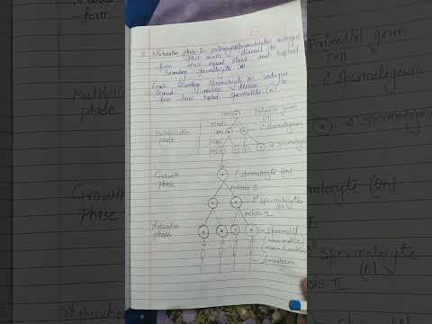 Spermatogenesis#biology #short#viralvideo #trending #sperm#science
