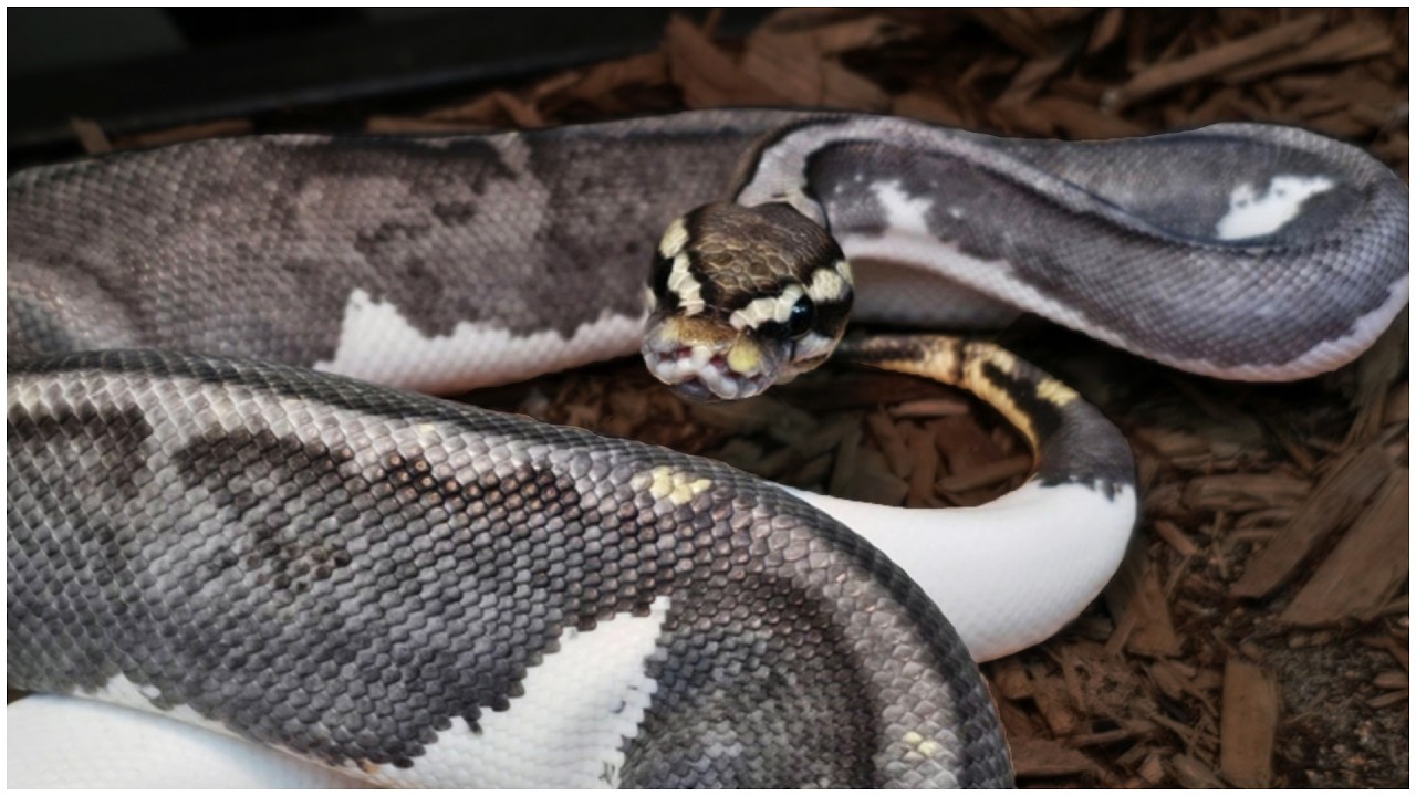 NEW IMG Ball Python Gene?!