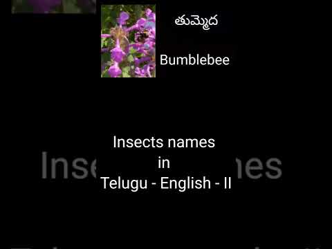 insects names in Telugu-English - II