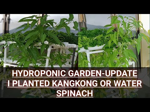 HYDROPONIC GARDEN-UPDATE I PLANTED KANGKONG OR WATER SPINACH 😁