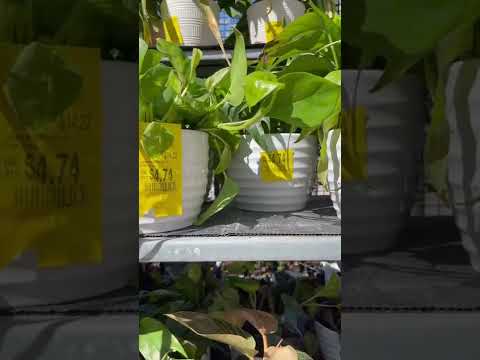 Costa Farms Trending Tropicals Walmart Clearance Plants Big Box Store Indoor Plant Shopping #shorts