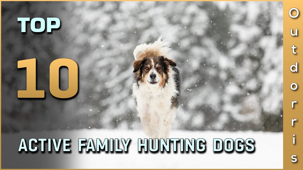 Top 10 Active Family Hunting Dogs