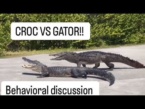 CROC VS GATOR!! Behavioral discussion