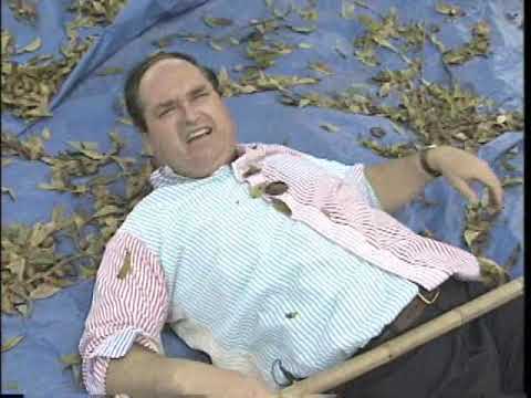 Harvesting Pecans - Shakin' the Nuts from the Trees