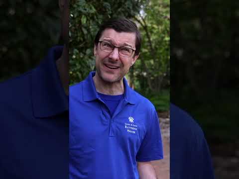 Decline of Butterflies!