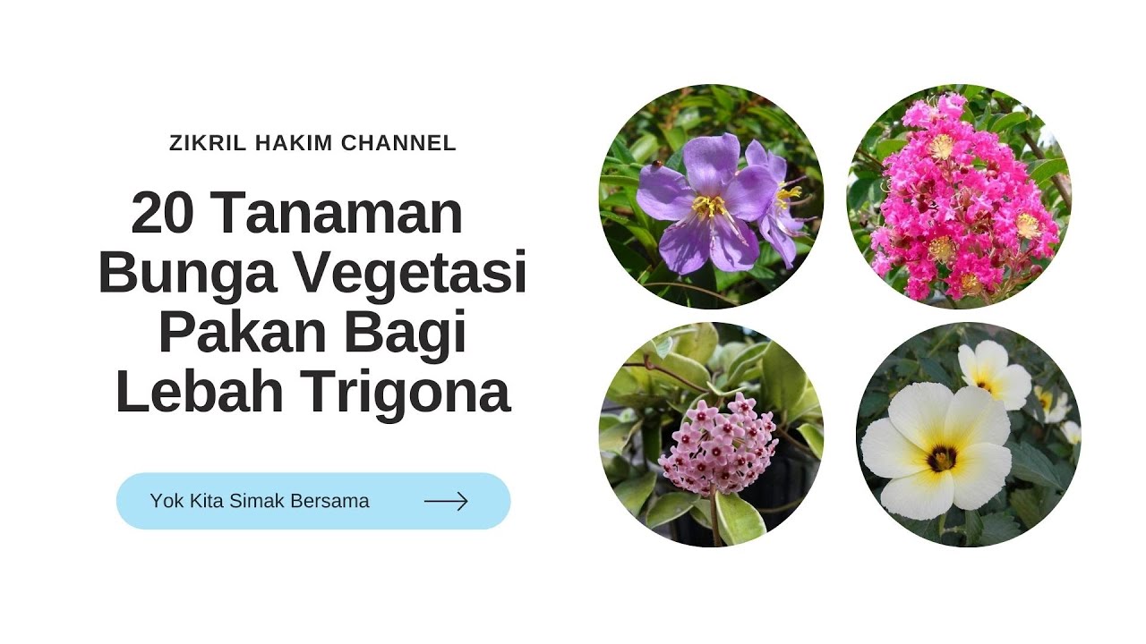 20 Tanaman Bunga Vegetasi Pakan Untuk Lebah Trigona/Klanceng/Kelulut