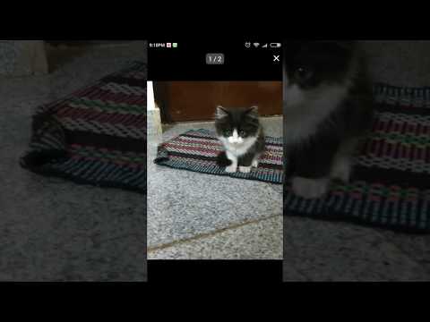 React Native swiper and Image gallery demo