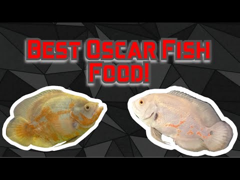 Best Oscar Fish Food!
