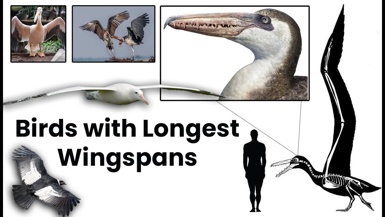 Top 10 Birds with the Longest Wingspans?