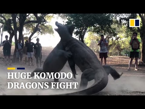 Komodo Dragon Fight | The New Godzilla Film Looks Great