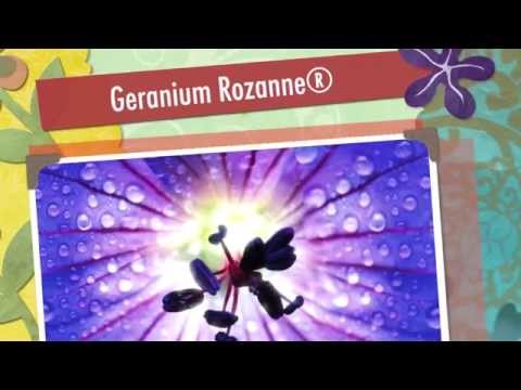 Geranium Rozanne