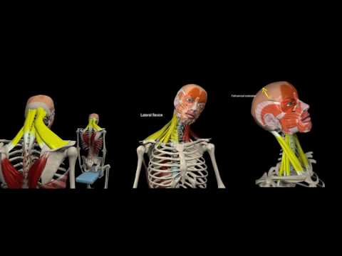 Common Postural Problems | Posture App
