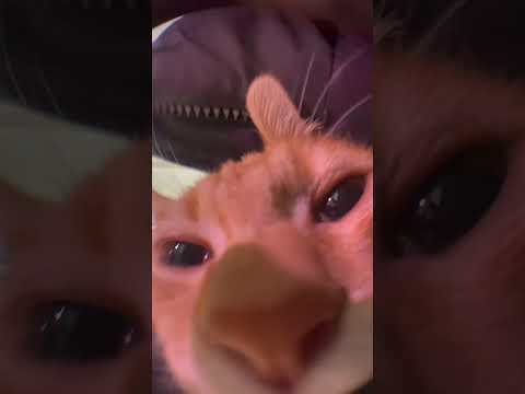 Awoo Talking Cat 1