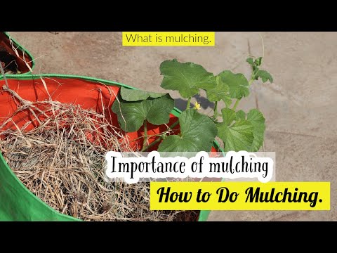 What is mulching & what are materials we can use to mulch