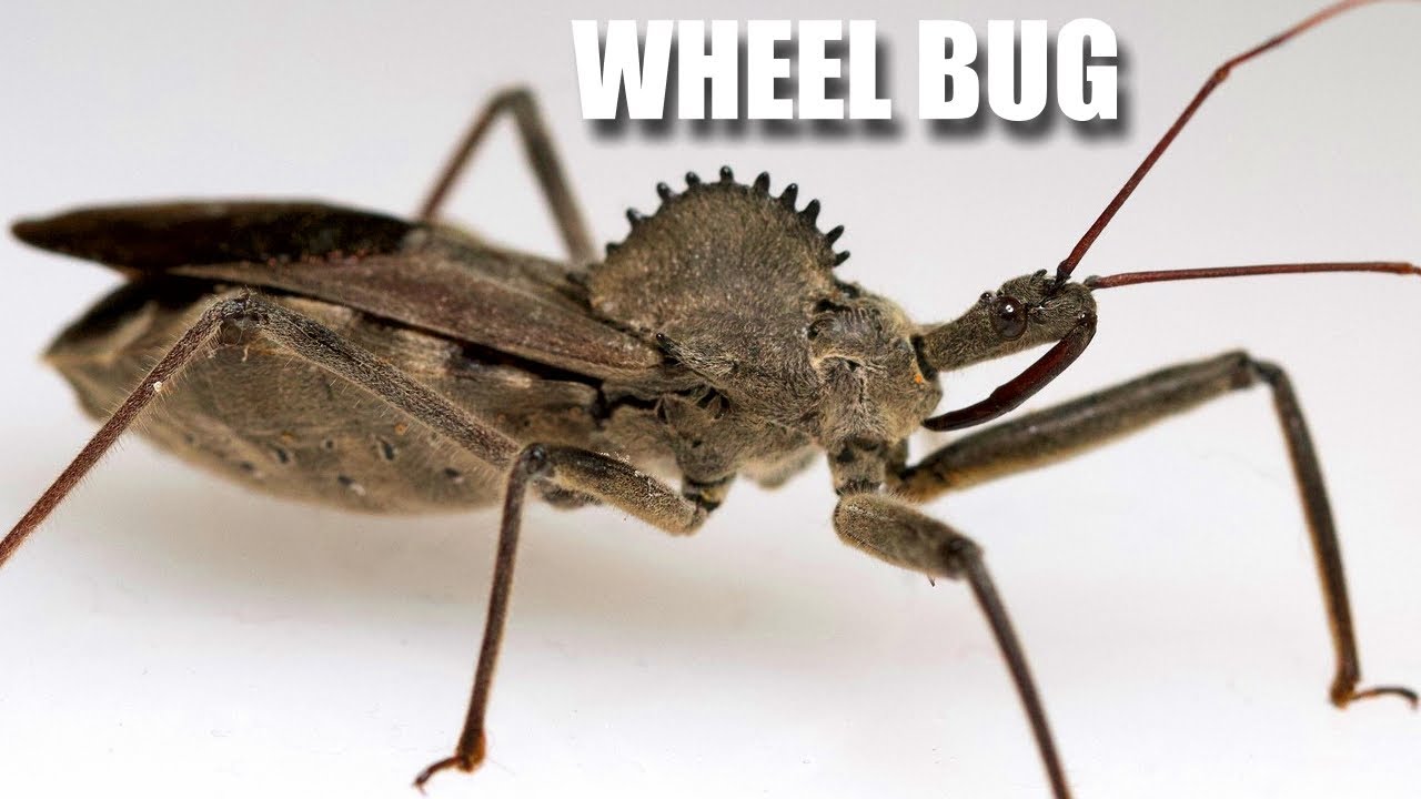 Wheel Bug Facts: the BUG with a WHEEL on its BACK | Animal Fact Files