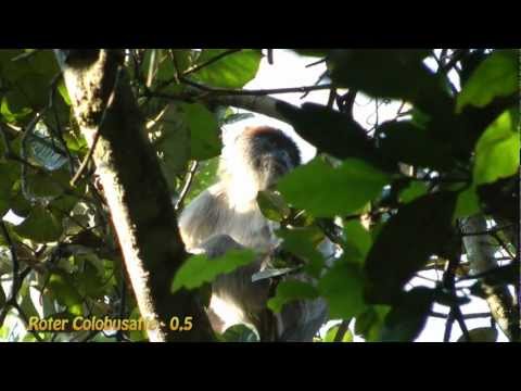 Uganda Part 4: Bigodi Wetland Sanctuary / Magombe Swamp