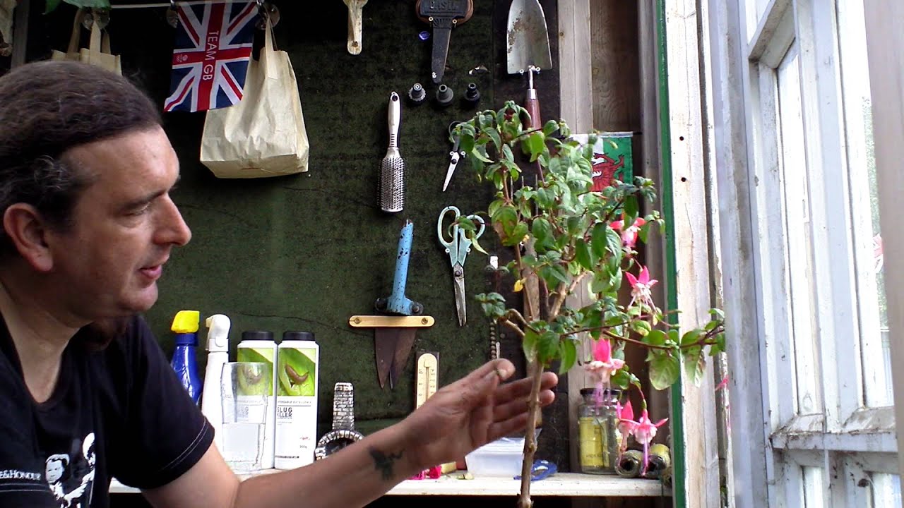 pruning a standard fuchsia