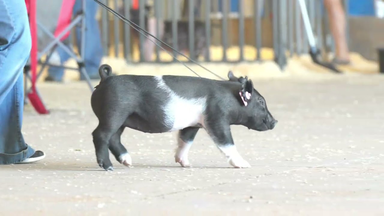 Ottenwalter Showpigs | 26-3