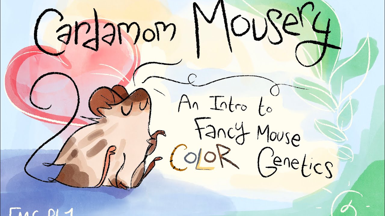An Intro to Fancy Mouse Color Genetics, part 1