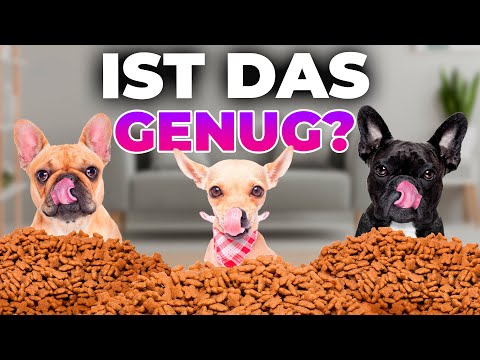 Wie viel Futter braucht mein Hund wirklich? (Fütterungstabelle)