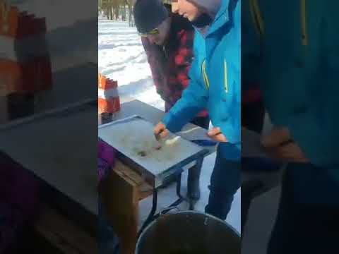 The maple syrup festival!
