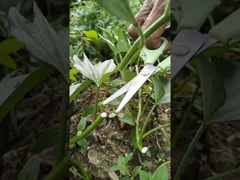 Good morning from the Philippines|Sweet Potato Leaf | #farming #village #village