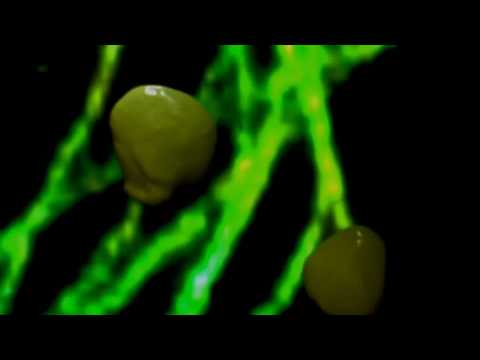 The Microtubule Theory of Memory. Cytoskeleton. Alzheimer's . Inherited memory.
