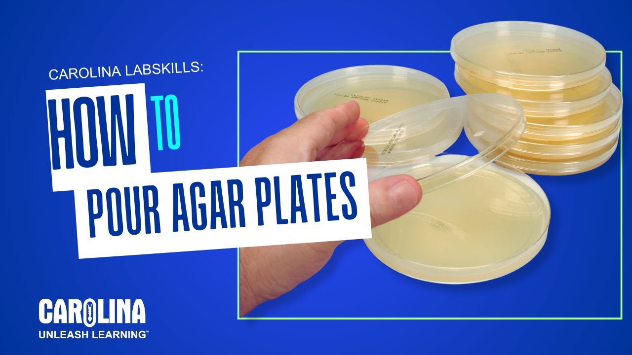 Mastering the Art of Pouring Agar Plates: A Step-by-Step Guide | Galaxy.ai