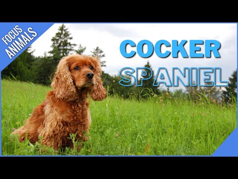 Cocker Spaniels (Awesome Family Pets)