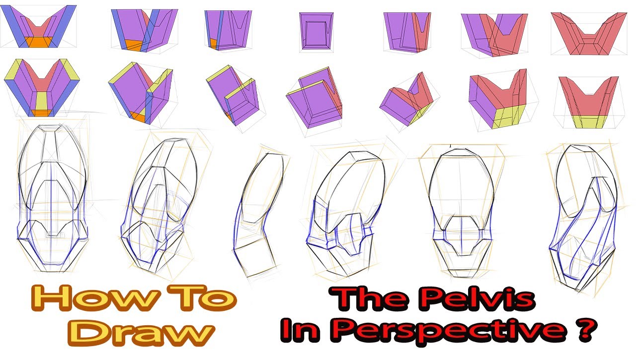 How to Draw the Pelvis in Perspective