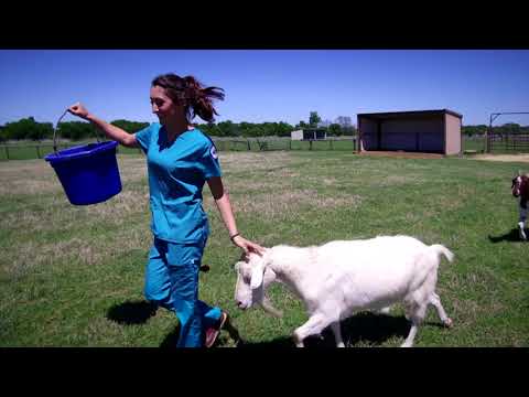 Veterinary Tech Program (VTP)