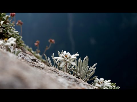 edelweiss, a flower that symbolizes true love and to eternity #edelweiss #forest