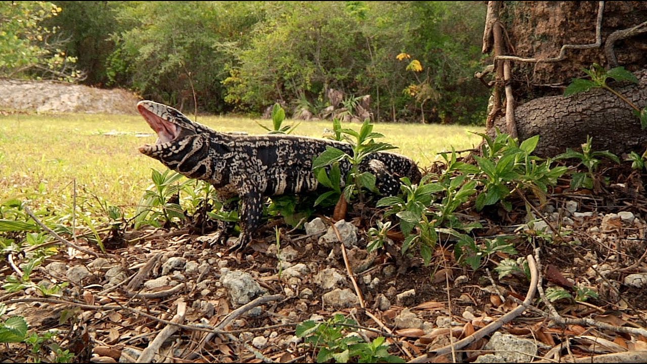 Tegu Attacks Dog 01