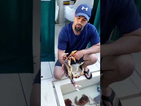 How to tell the difference between a red rock crab and a dungeness crab! 🦀 🦀 #PNW #Crab #Fisherman