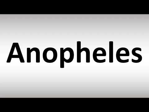 How to Pronounce Anopheles