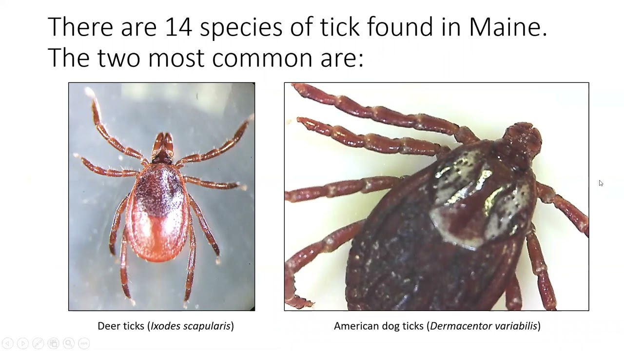 Tick Identification Presentation