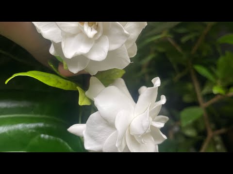 Growing Secrets for healthy Gardenia, no more dead Gardenia jasminoides, Cape Jasmine