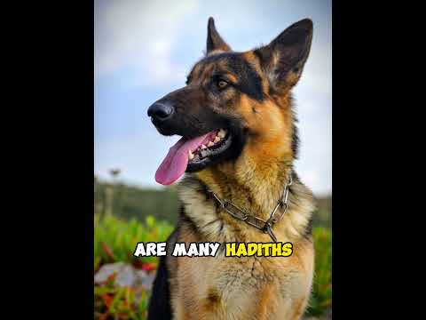 Why Muslims Don't Touch Dogs?