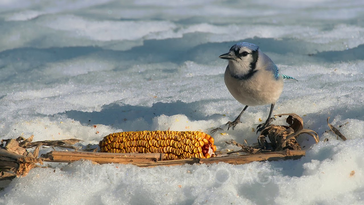 Blue Jay eating corn from cob