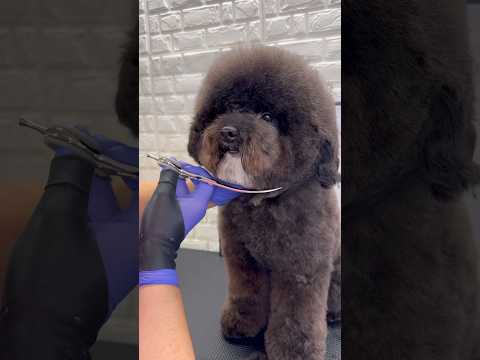 Poodle Teddy Bear Style #doggroomingtips #poodle #dogs #doggroominglife