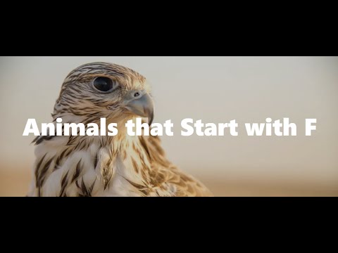 Animals Starting with F