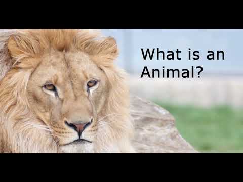 What is an Animal?