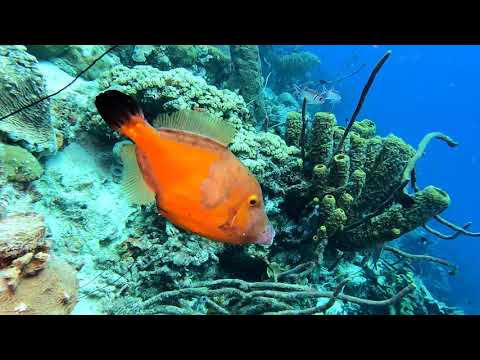 Scuba diving in the Caribbean 2021 77 dives 2 hour underwater relaxation video in 4k