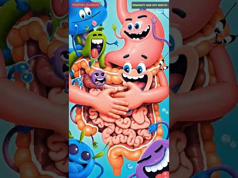 Human Anatomy | Immunity and Gut Health | 04