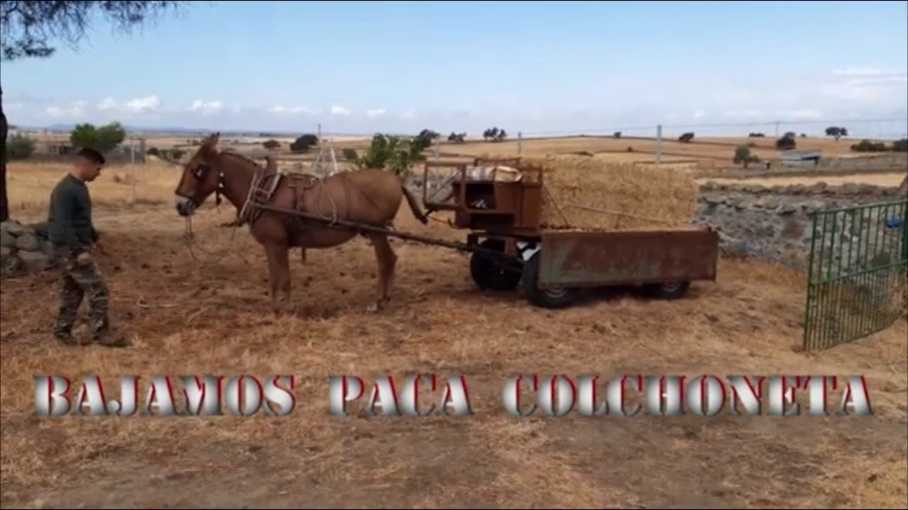 Bajar paca de paja con Carmelo