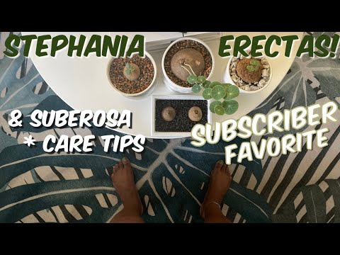 276: My Stephania Erecta Video Is a Subscriber Favorite! New Stephania Erecta Updates & Care Tips