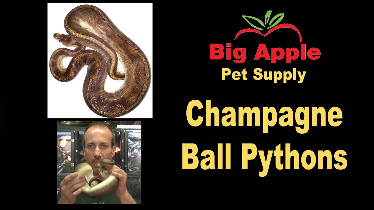 Champagne Ball Pythons For Sale. Buy at Big Apple Pet with Same Day Shipping.