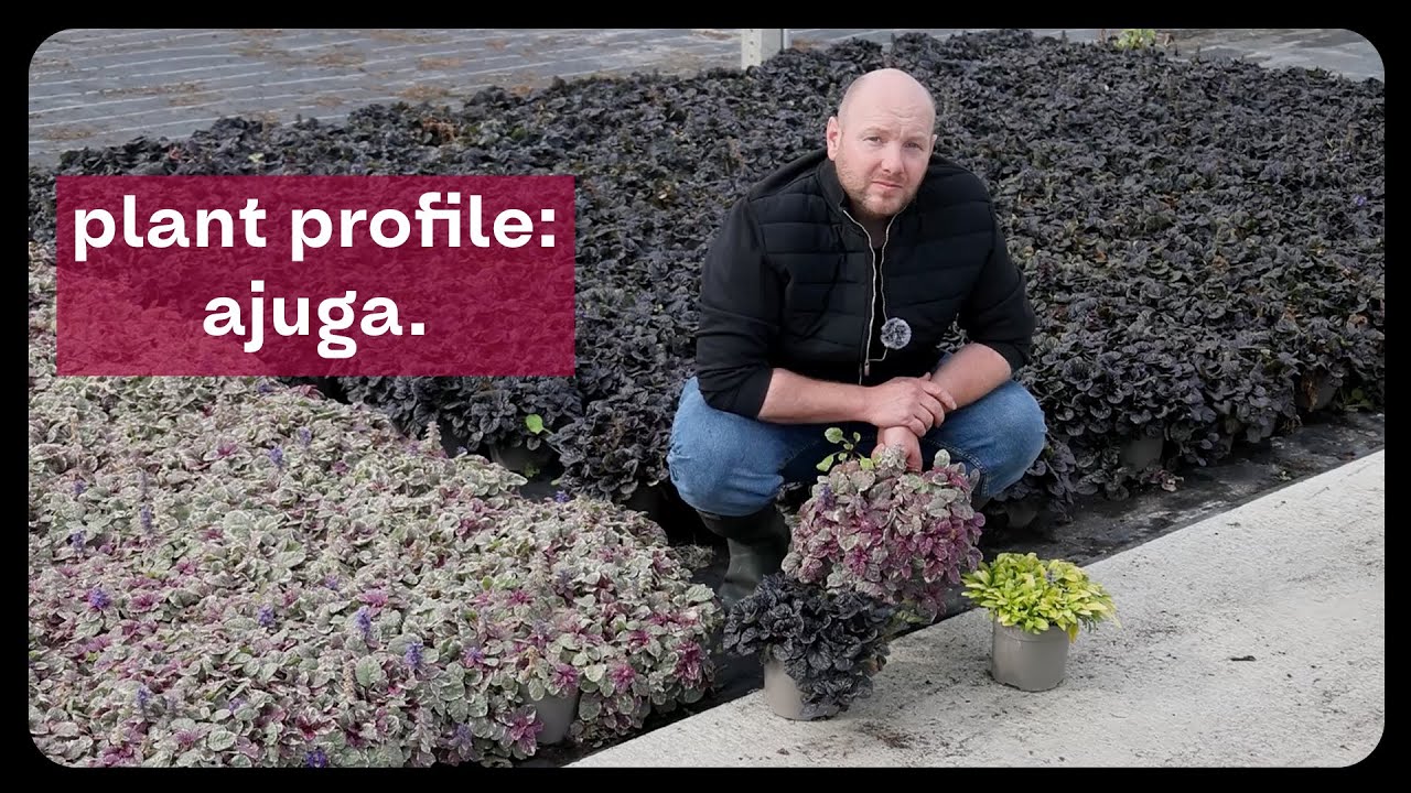 Ajuga: The Perfect Evergreen Ground Cover