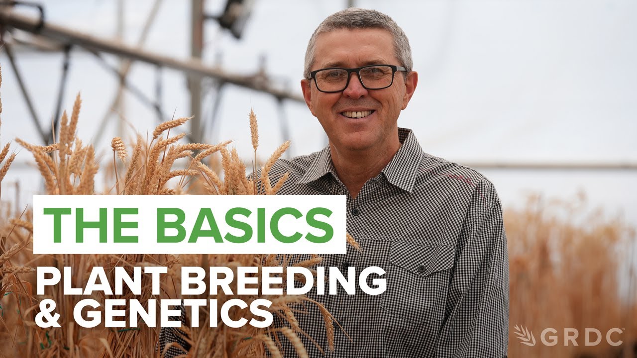 Plant breeding and genetics: Understanding the basics